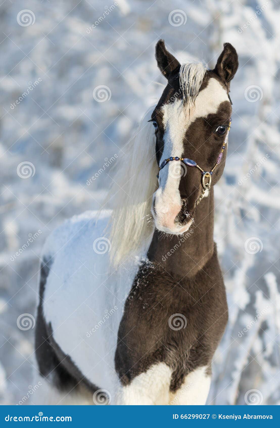 American Miniature Stallion Stock Image - Image of halter, winter: 66299027