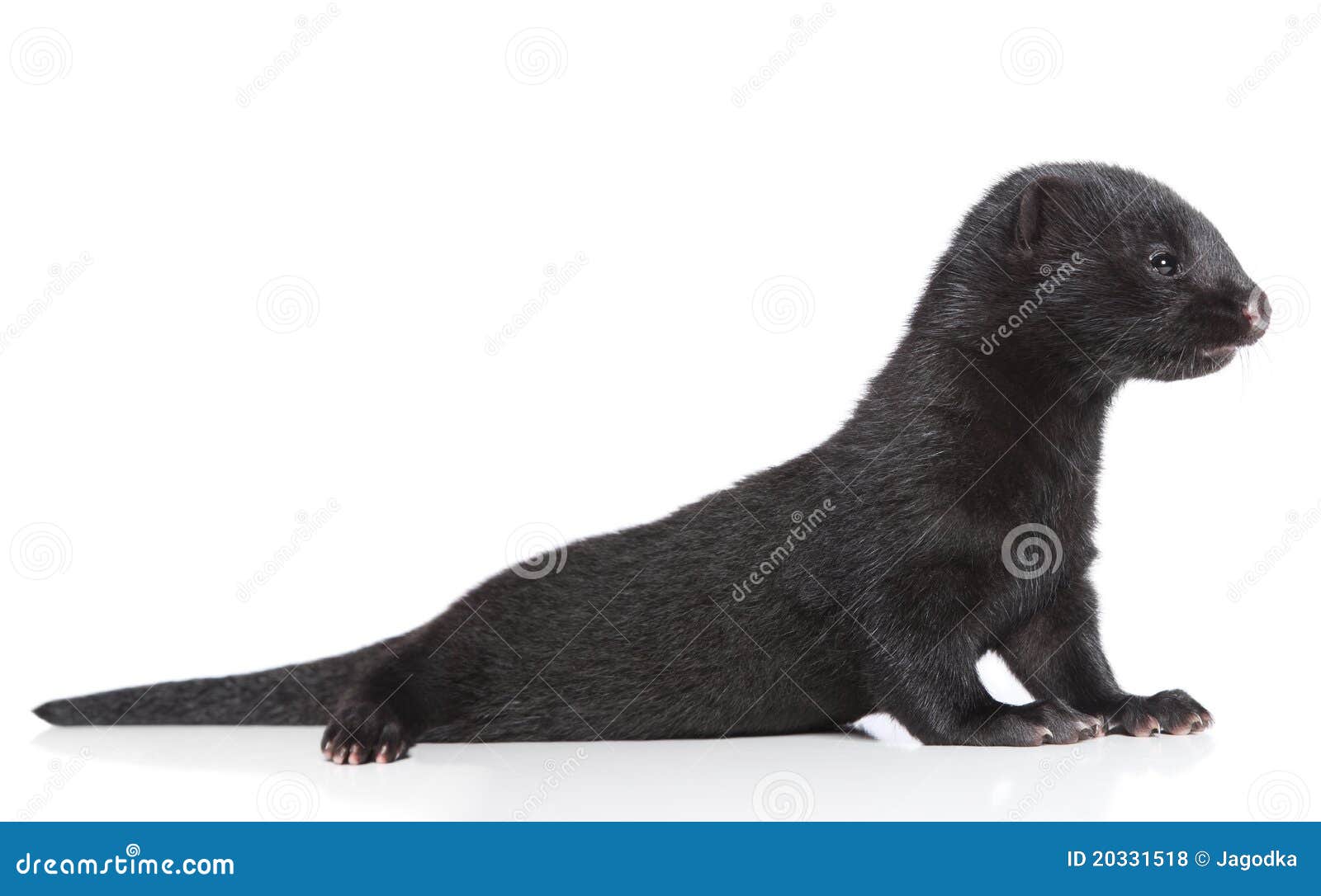 American Mink 1 Month Royalty Free Stock Photos - Image: 20331518