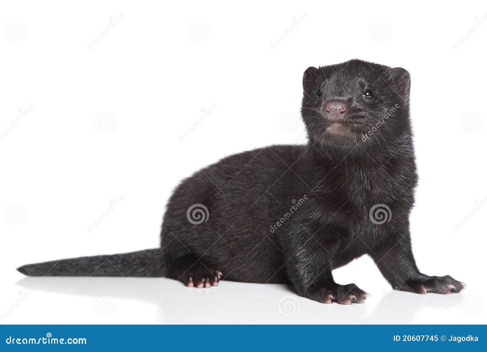 American Mink 1 month stock image. Image of tiny, mammals - 20607745