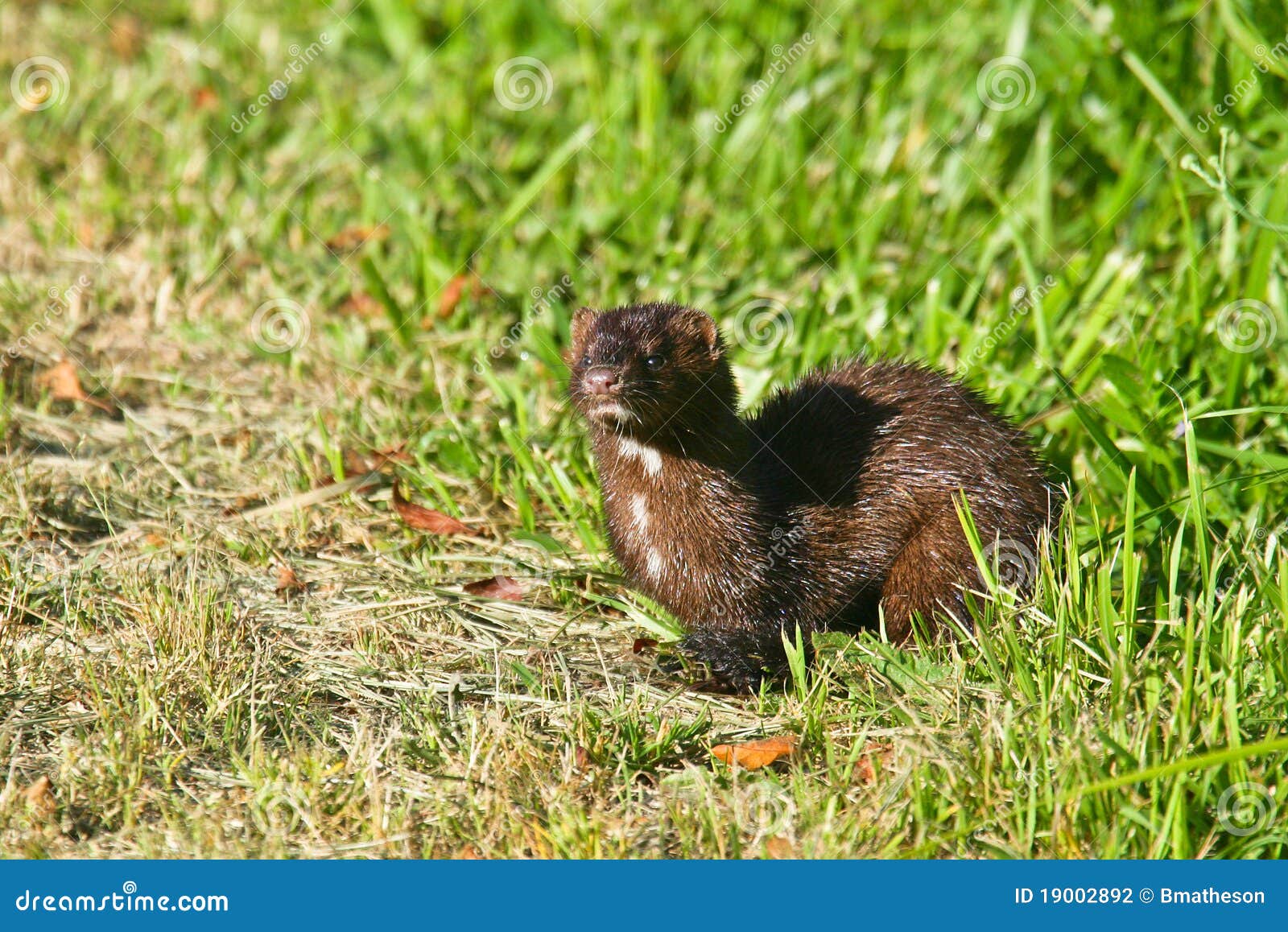 American Mink stock photo. Image of mustela, mink, north - 19002892