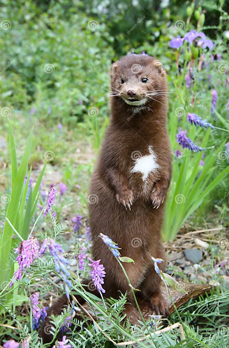 American Mink stock photo. Image of aggressive, coat - 20060242