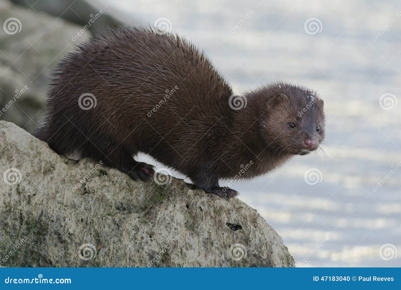 American Mink - Neovison Vison Stock Photo - Image of carnivore ...
