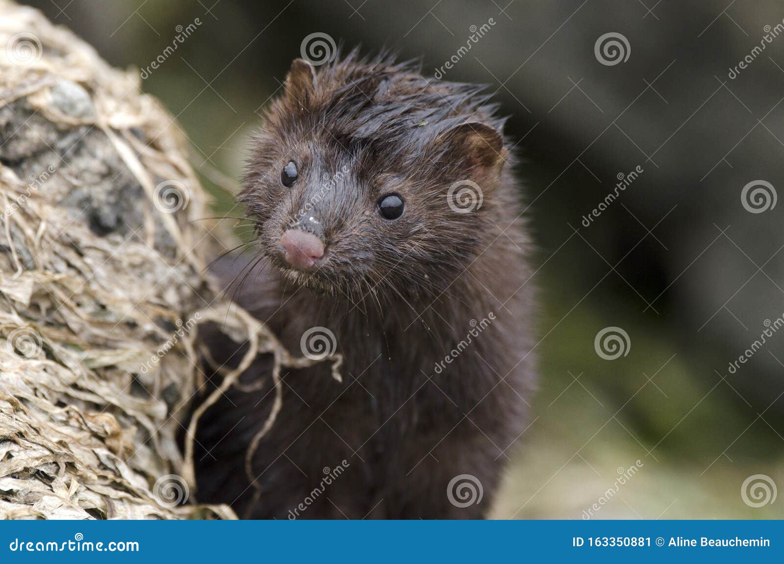 American mink face stock image. Image of mink, face - 163350881