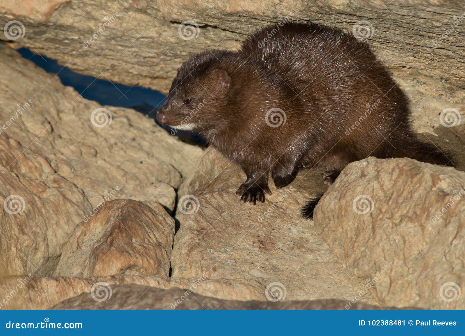 American Mink - Neovison Vison Stock Image - Image of toronto ...