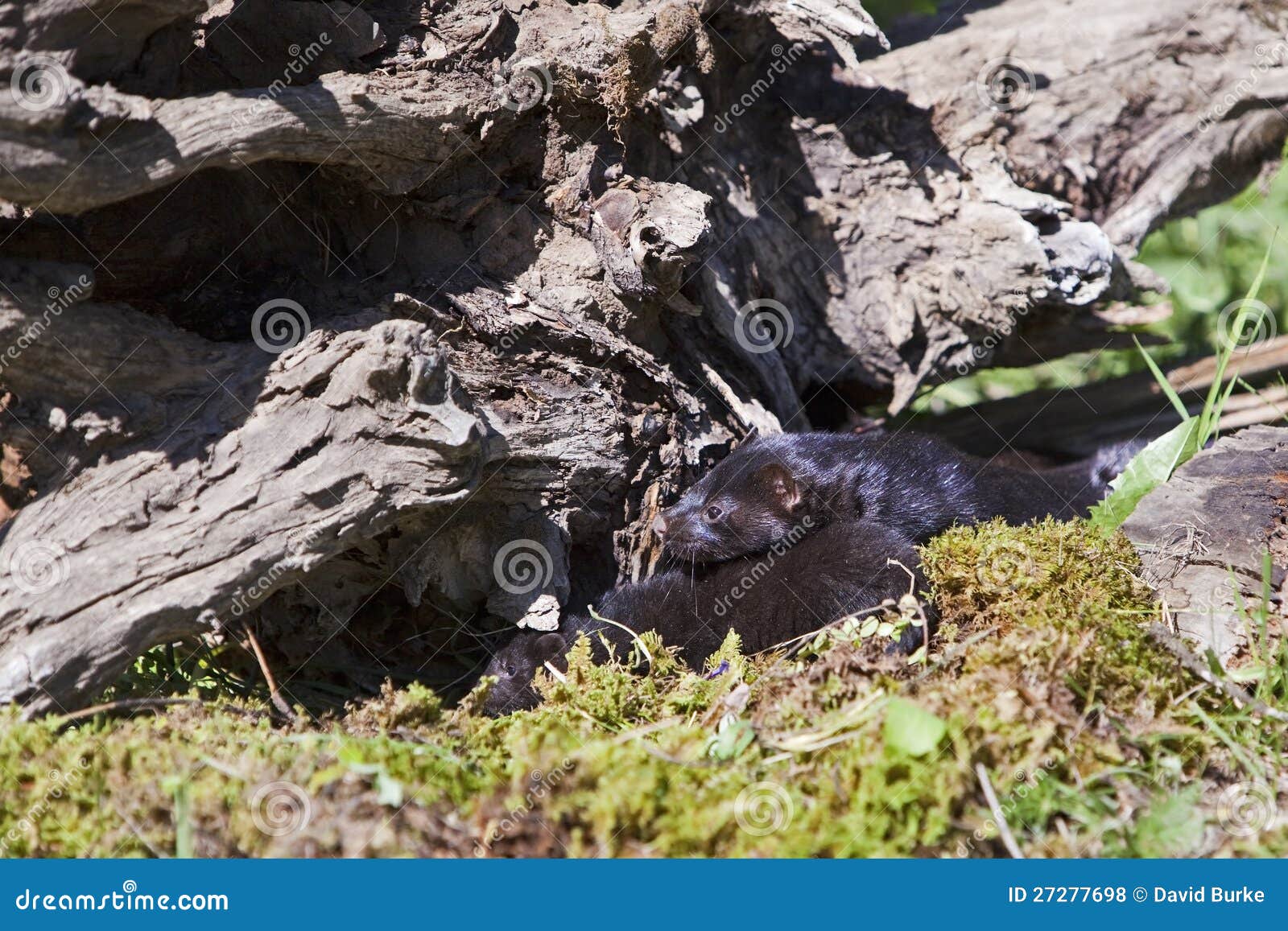 American Mink with infant stock photo. Image of predator - 27277698