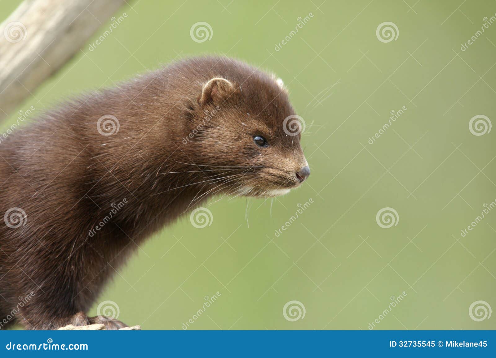 American Mink, Mustela Vison Stock Image - Image of snout, marten: 32735545