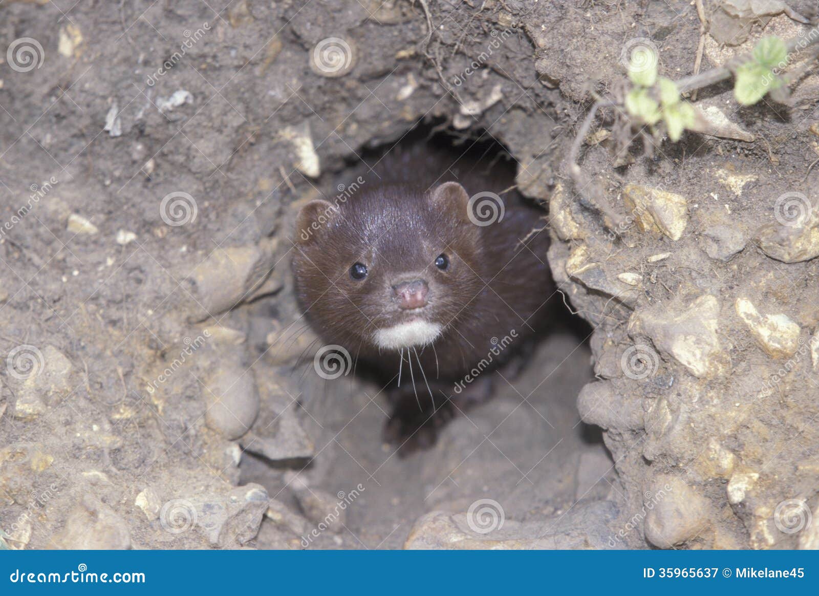 American Mink, Mustela Vison Stock Image - Image of organism, water ...