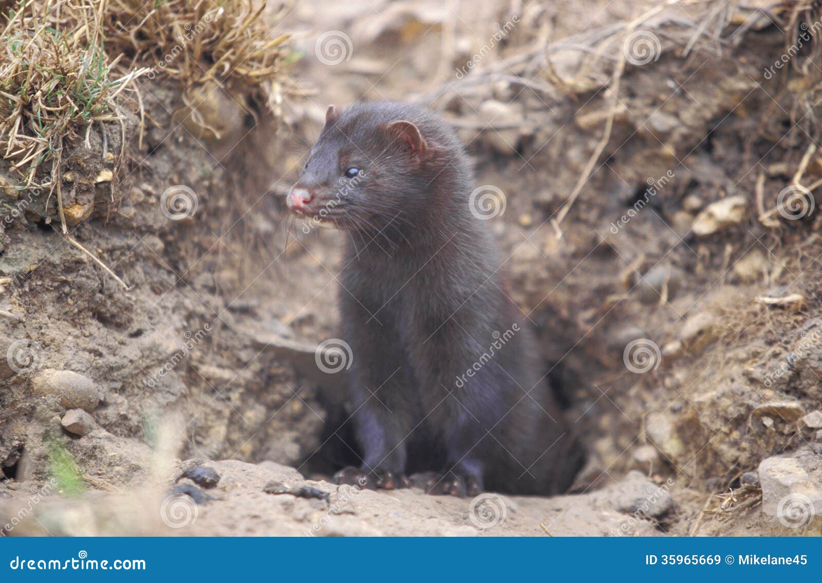 American Mink, Mustela Vison Stock Image - Image of mustelidae, pest ...