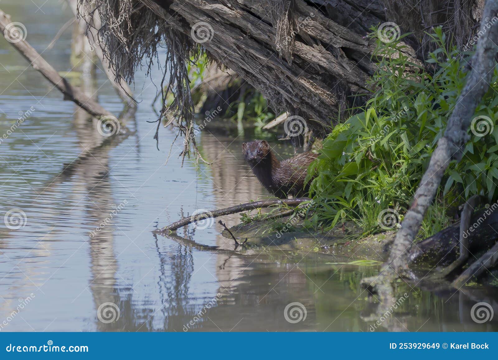 The American Mink Neogale Vison Stock Image - Image of beautiful, fauna ...