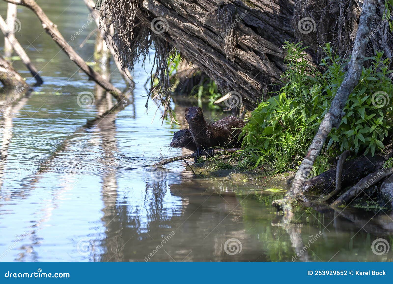 The American Mink Neogale Vison Stock Photo - Image of mink, brown ...