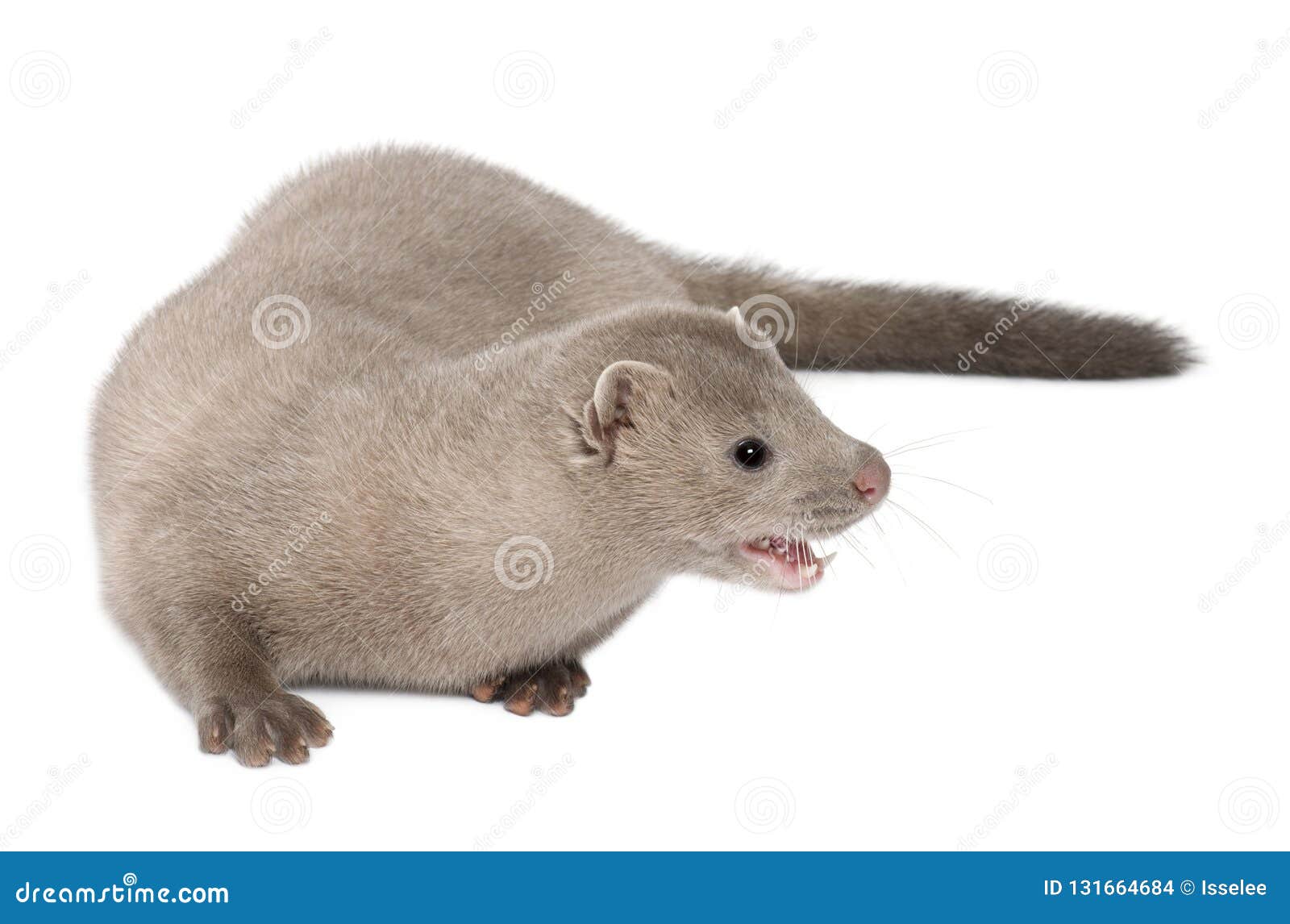 White Mink Animal