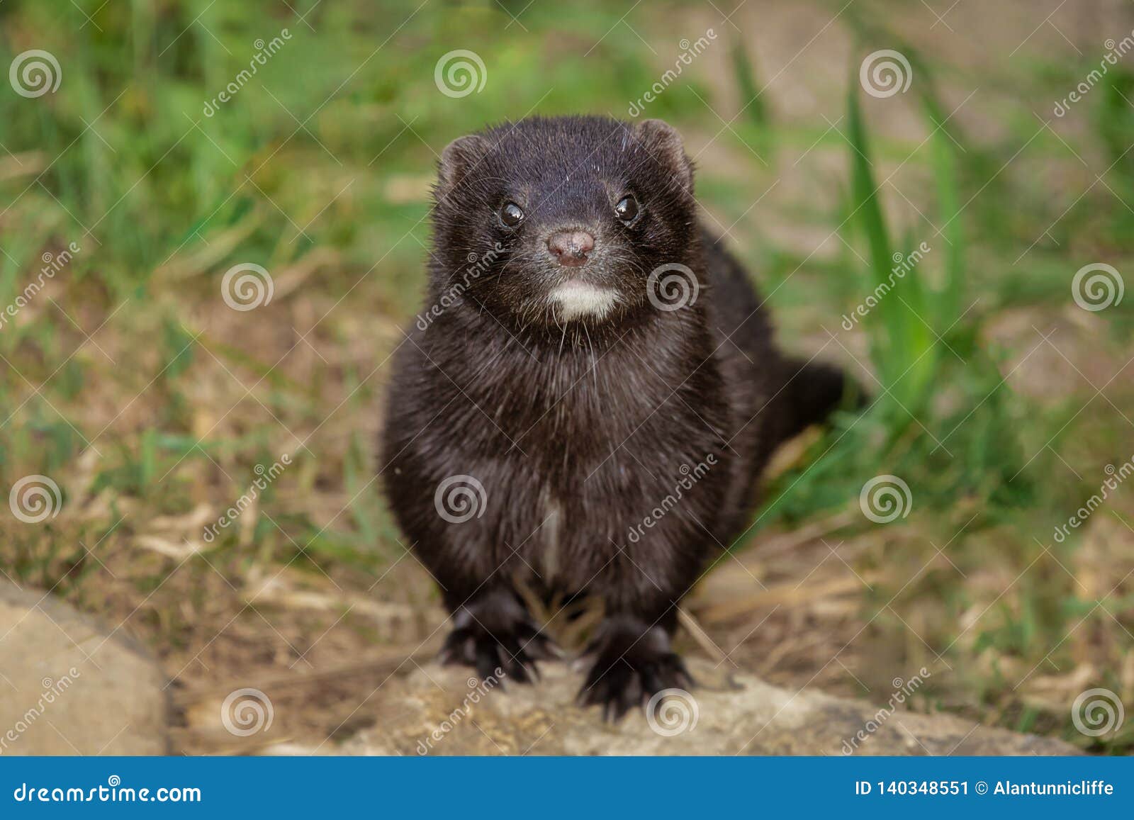 American Mink Staring at Camera Stock Image - Image of britain, forward ...