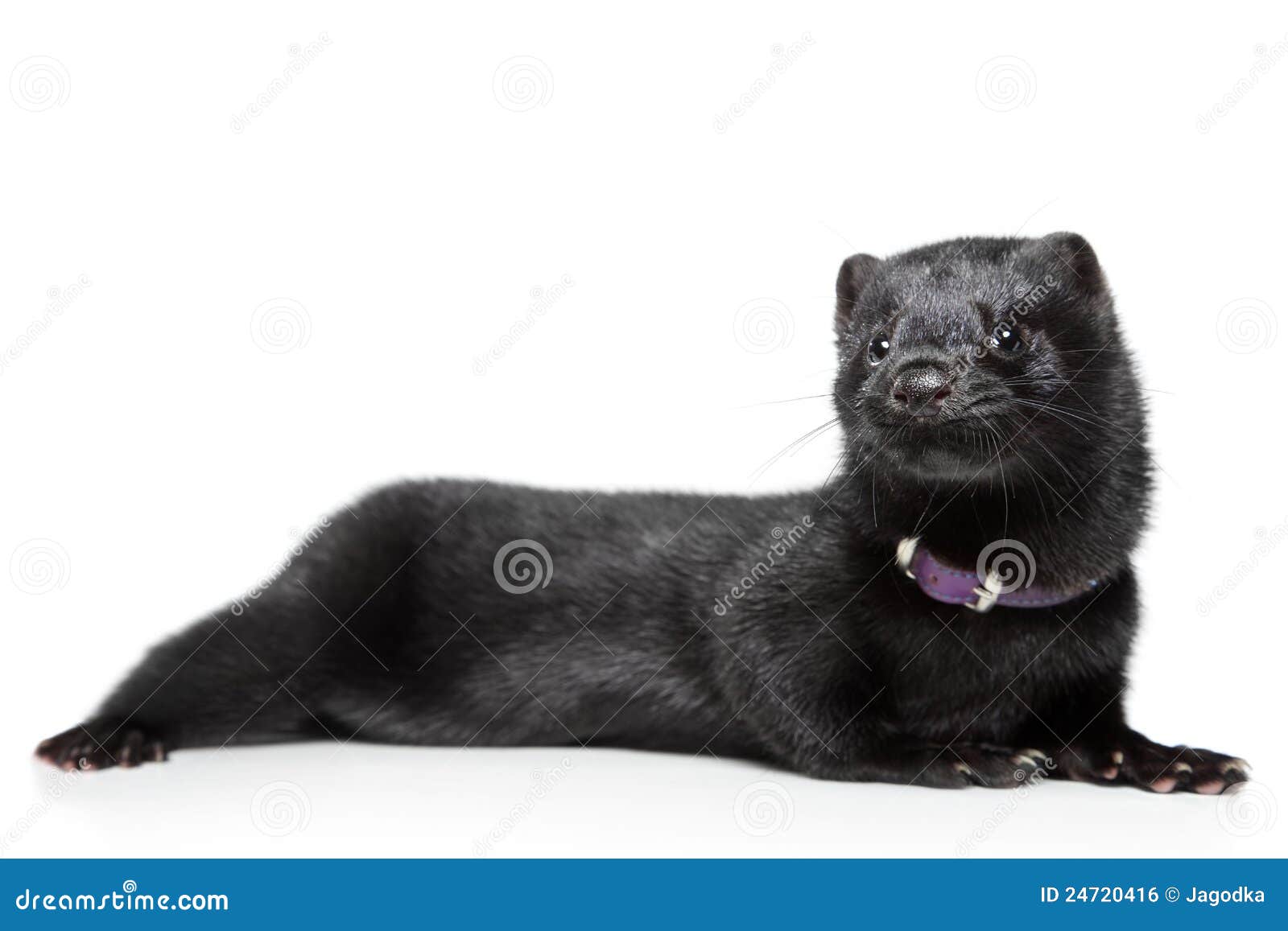 American Mink On White Background Royalty Free Stock Image - Image ...