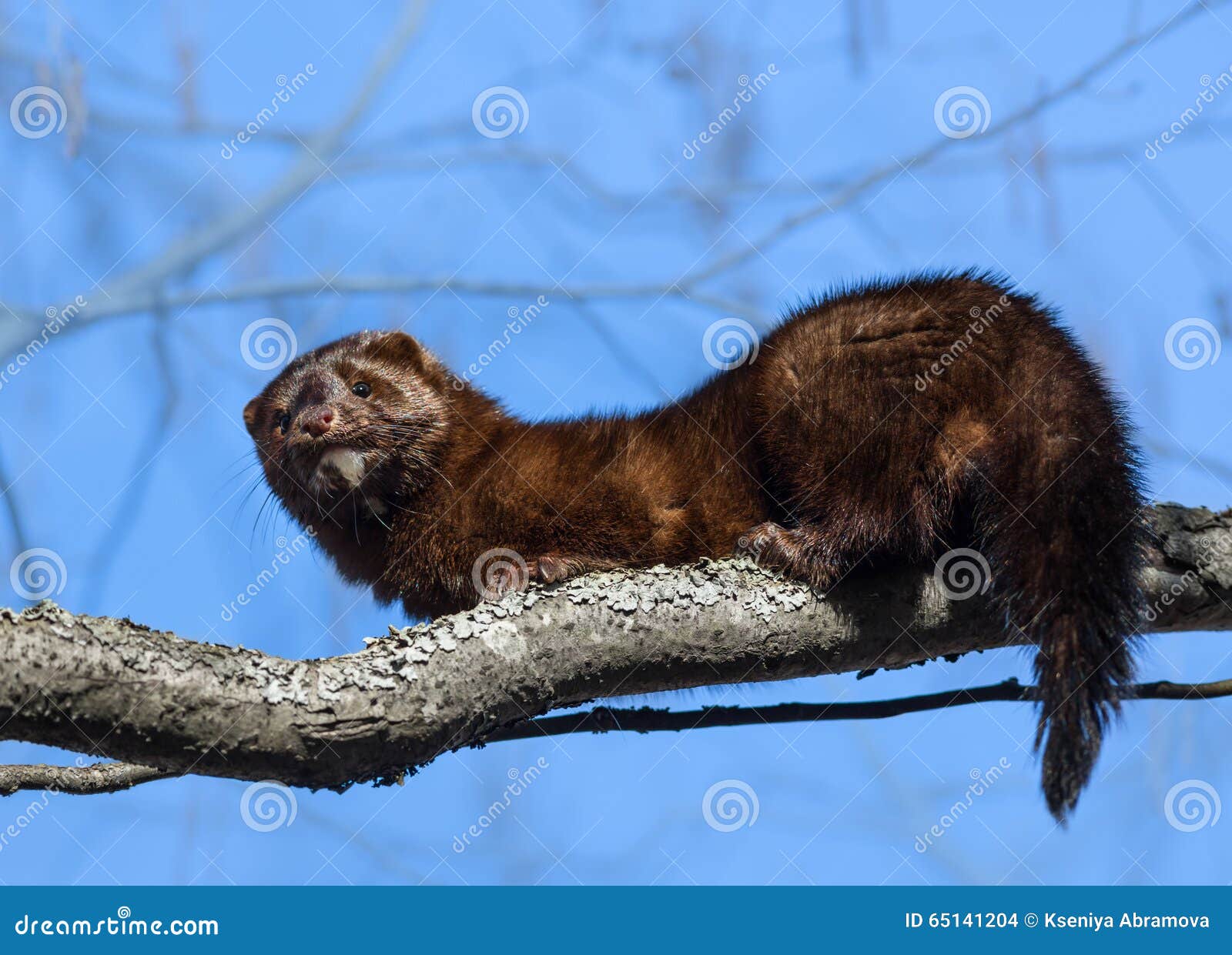 American Minks on a Tree in Branches Stock Photo - Image of beautiful ...