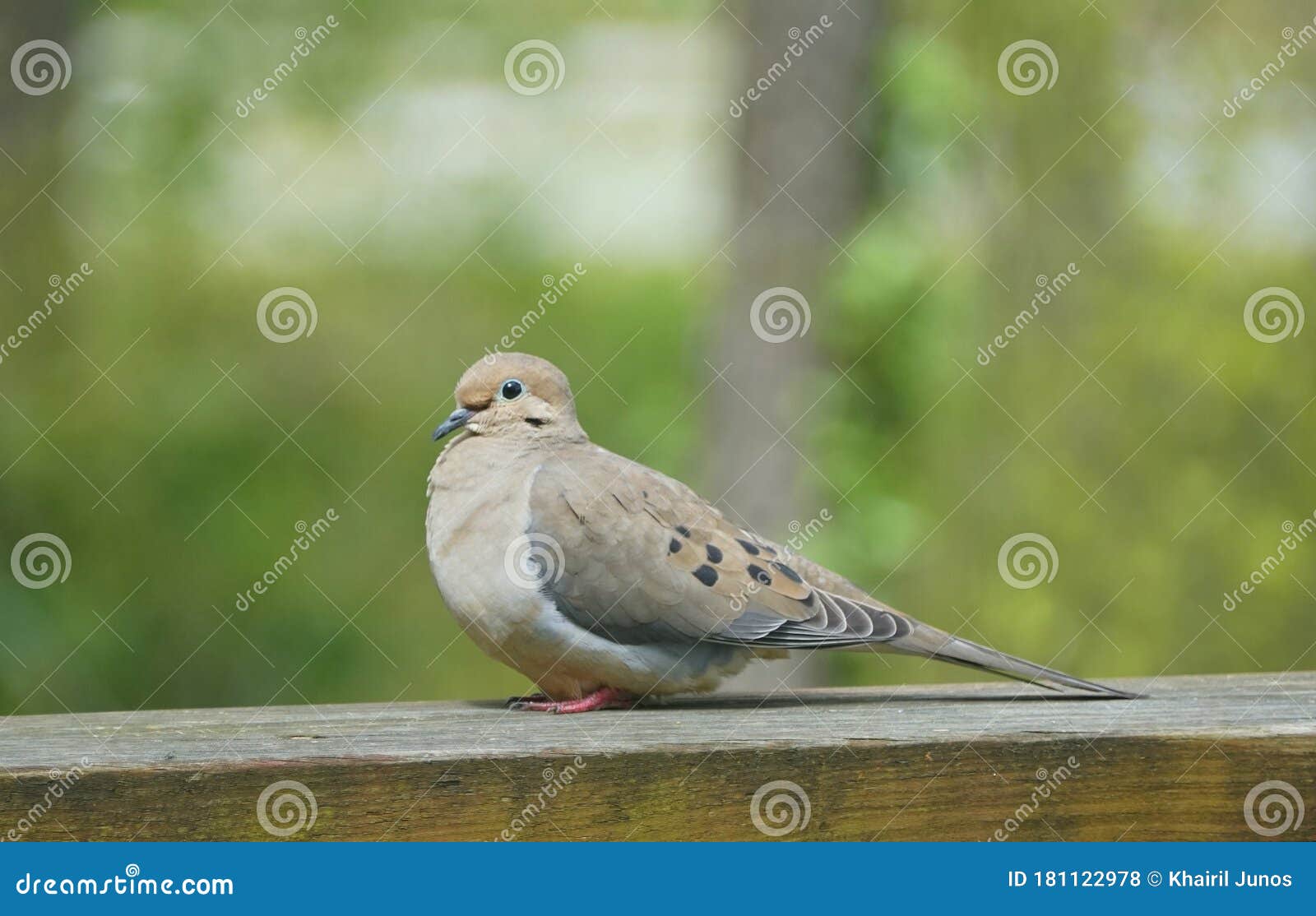 An American Mourning Dove on Top of the Wooden Deck Stock Photo - Image ...