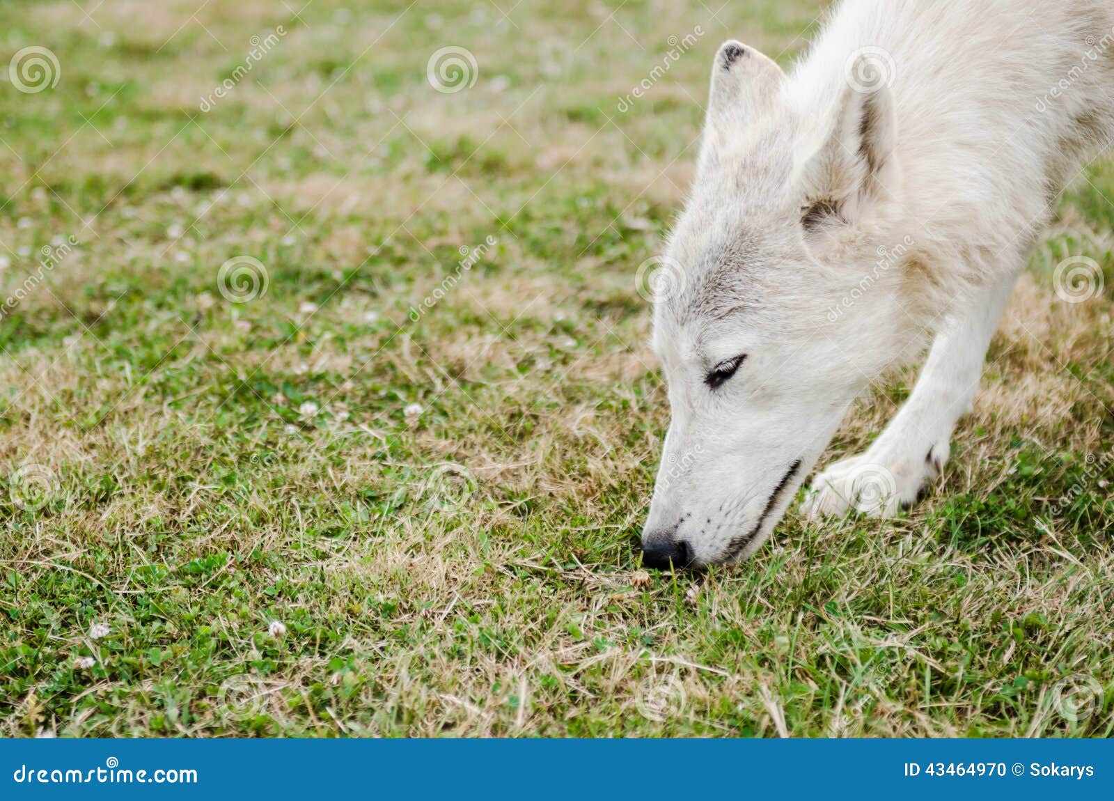 American northaid stock photo. Image of fauna, tree, wolfdog - 43464970