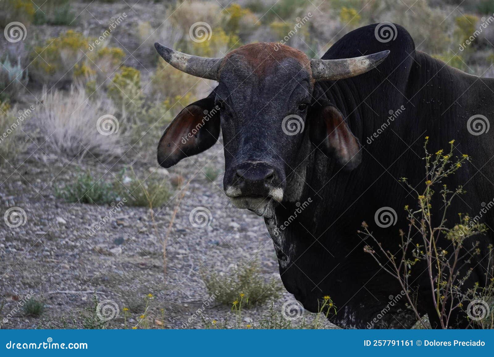 American Ox on the Side of a Typical North American Road Stock Image ...