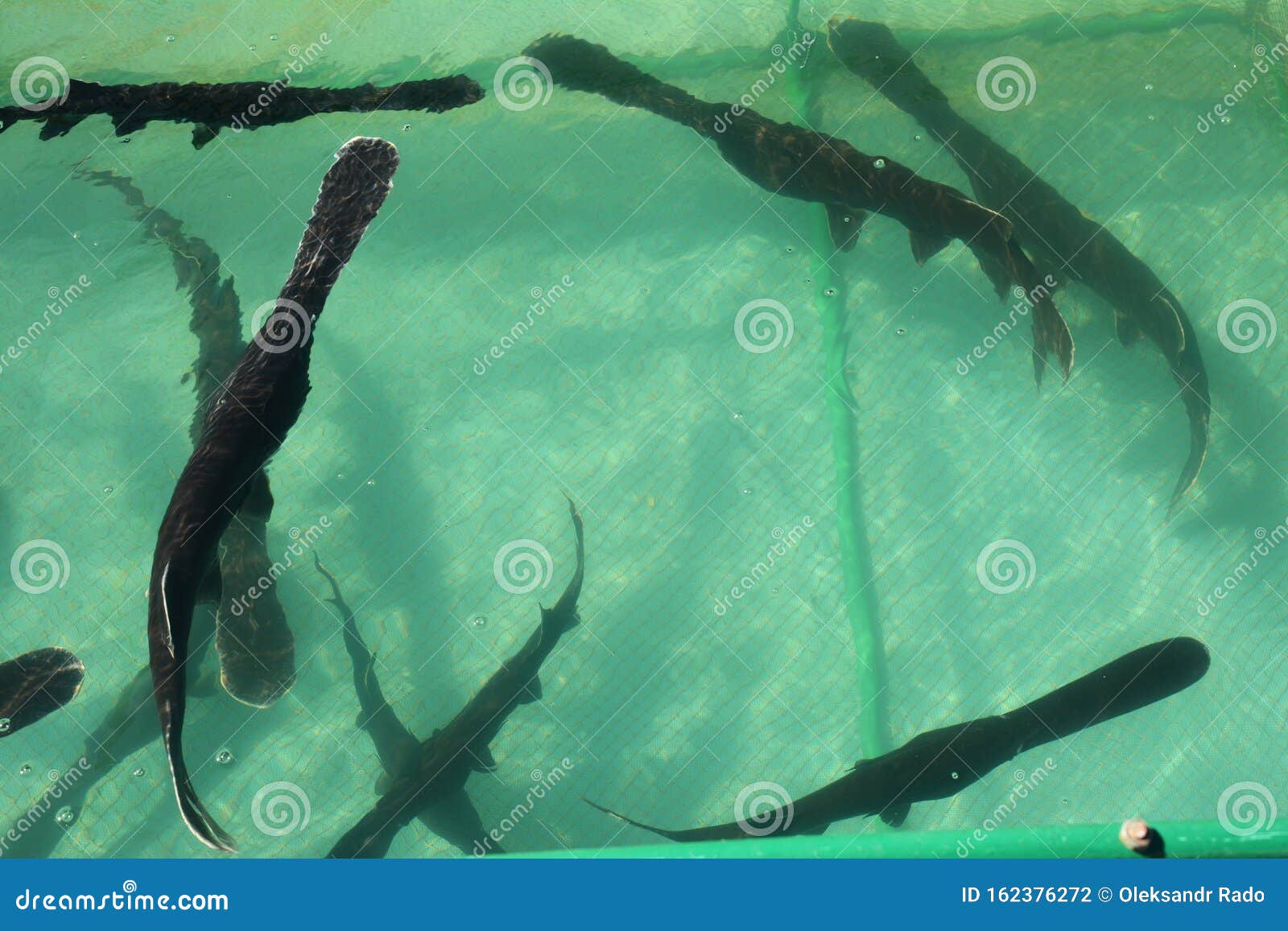 Polyodon Spathula Stock Photography | CartoonDealer.com #25230890