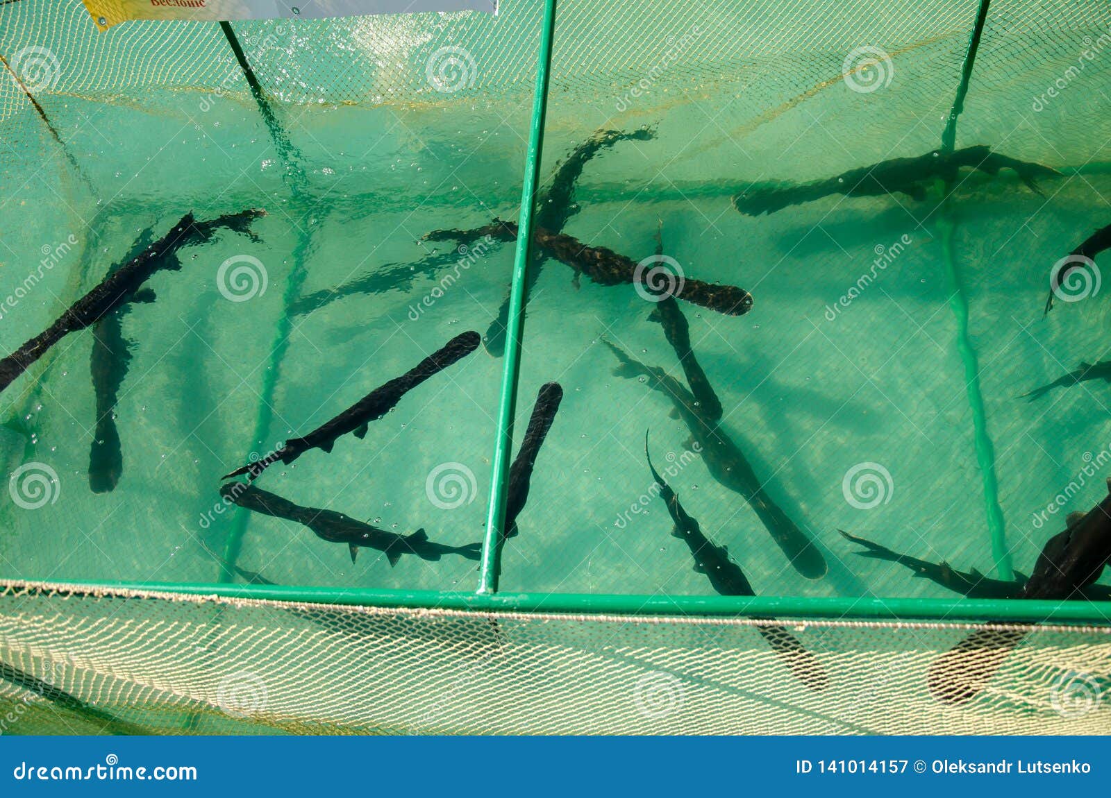 American Paddlefish Polyodon Spathula In Cage For Fish Farming Royalty ...