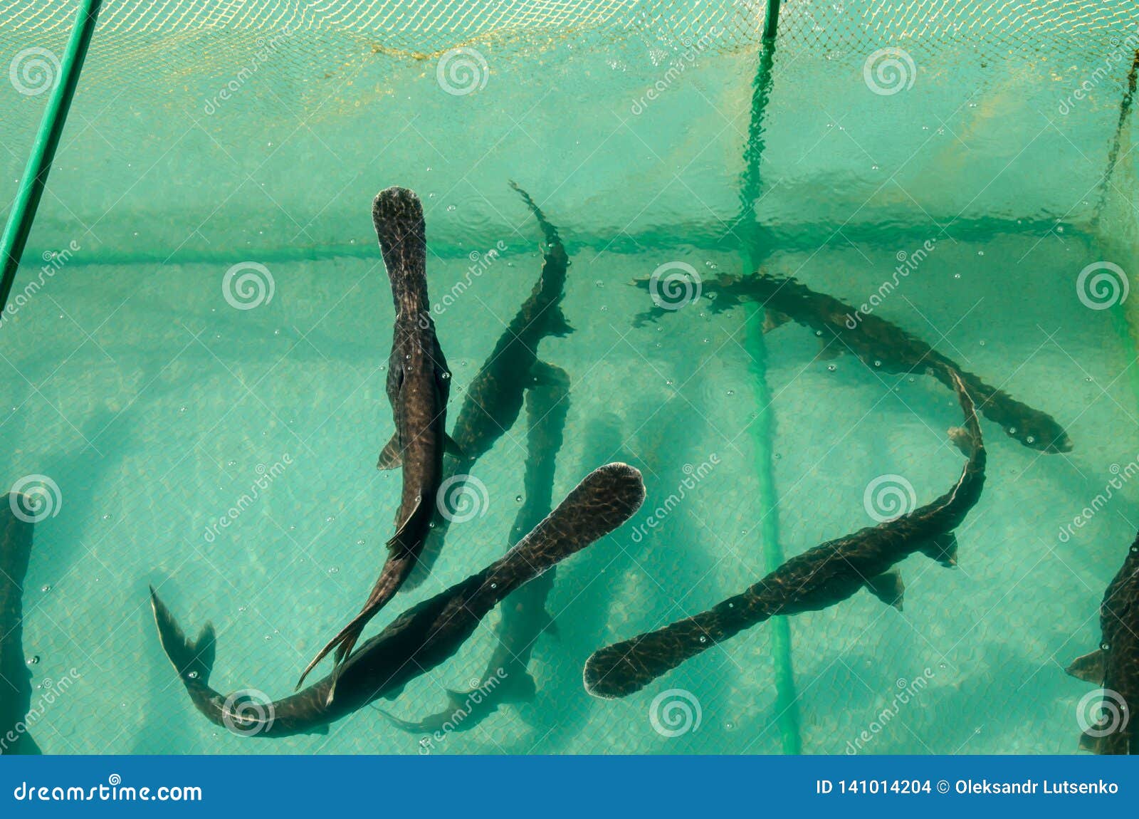 Polyodon Spathula Stock Photography | CartoonDealer.com #25230890