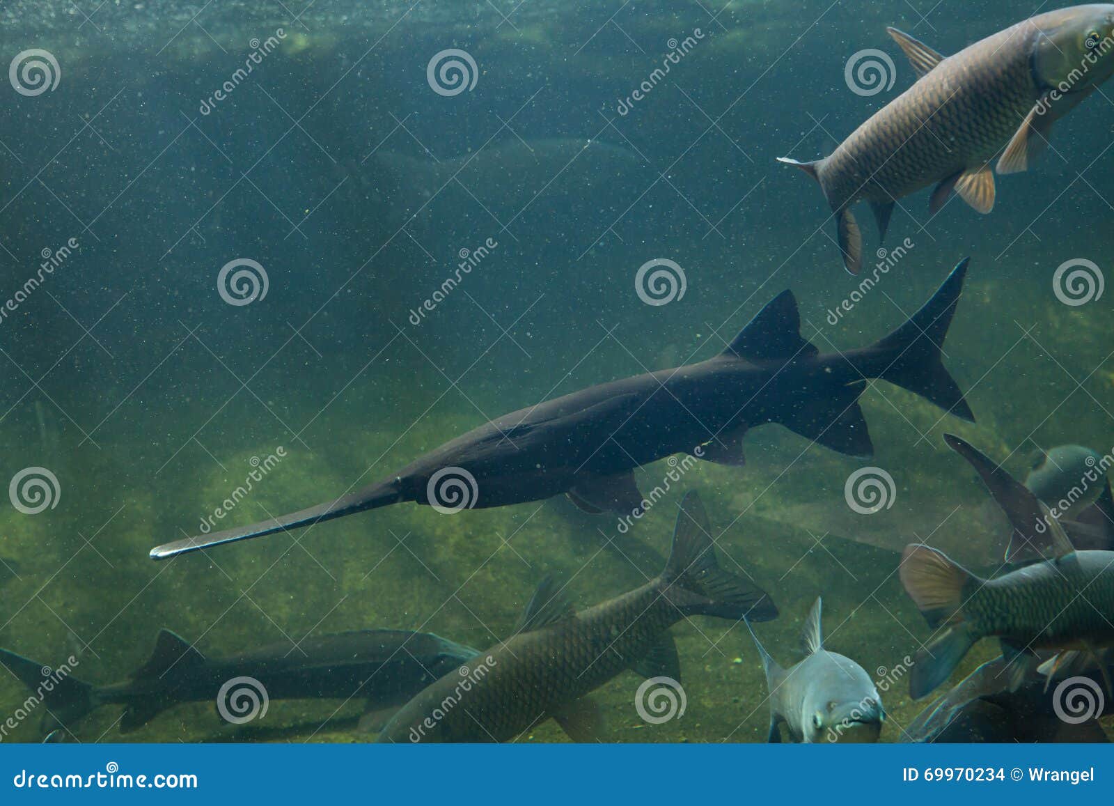 American Paddlefish (Polyodon Spathula). Stock Photo - Image of ...