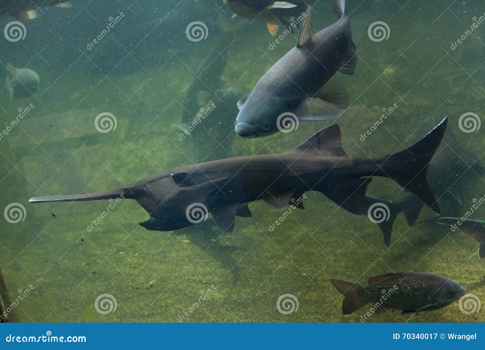 American Paddlefish (Polyodon Spathula). Stock Image - Image of north ...