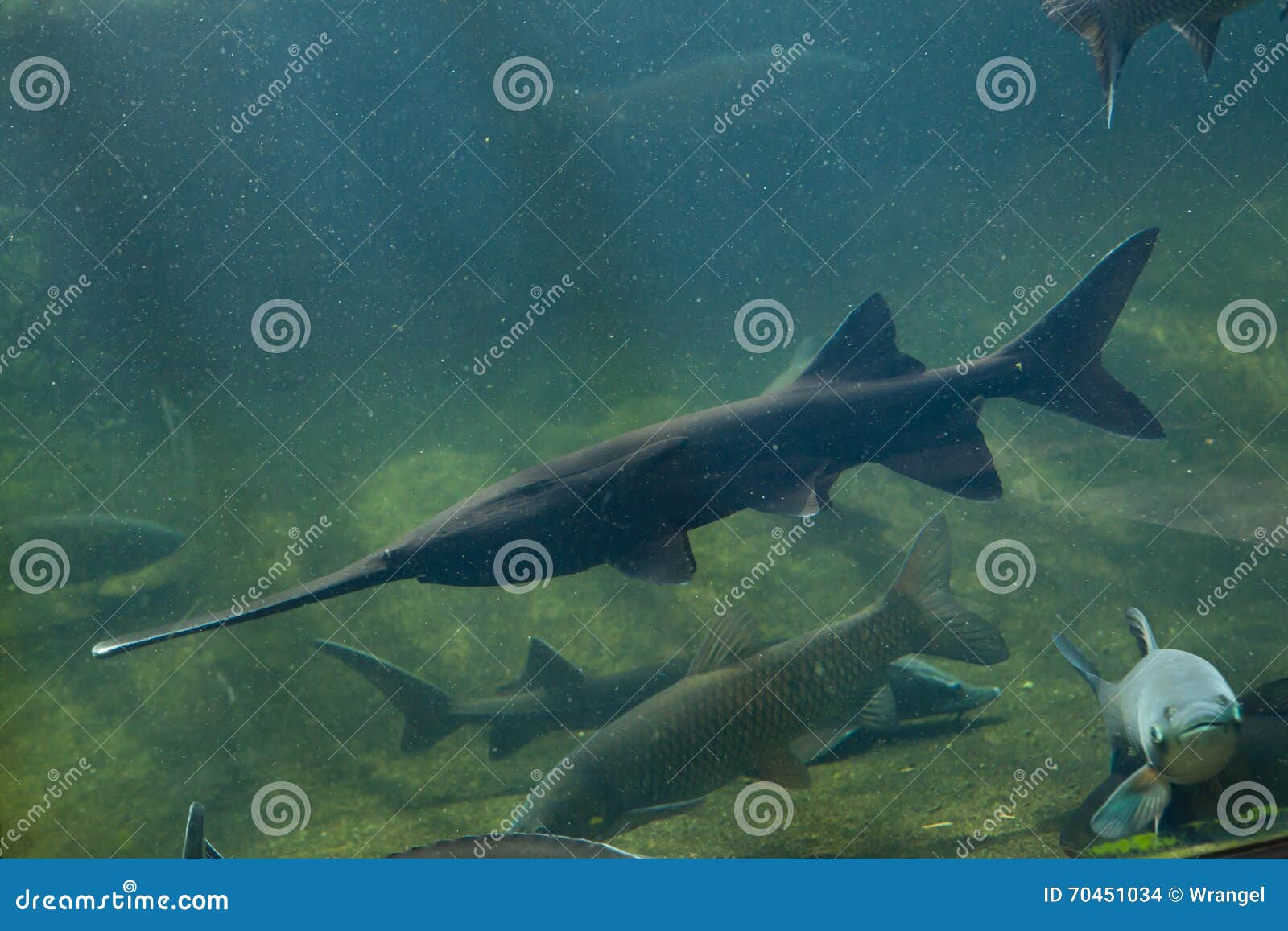 American Paddlefish (Polyodon Spathula). Stock Photo - Image of united ...