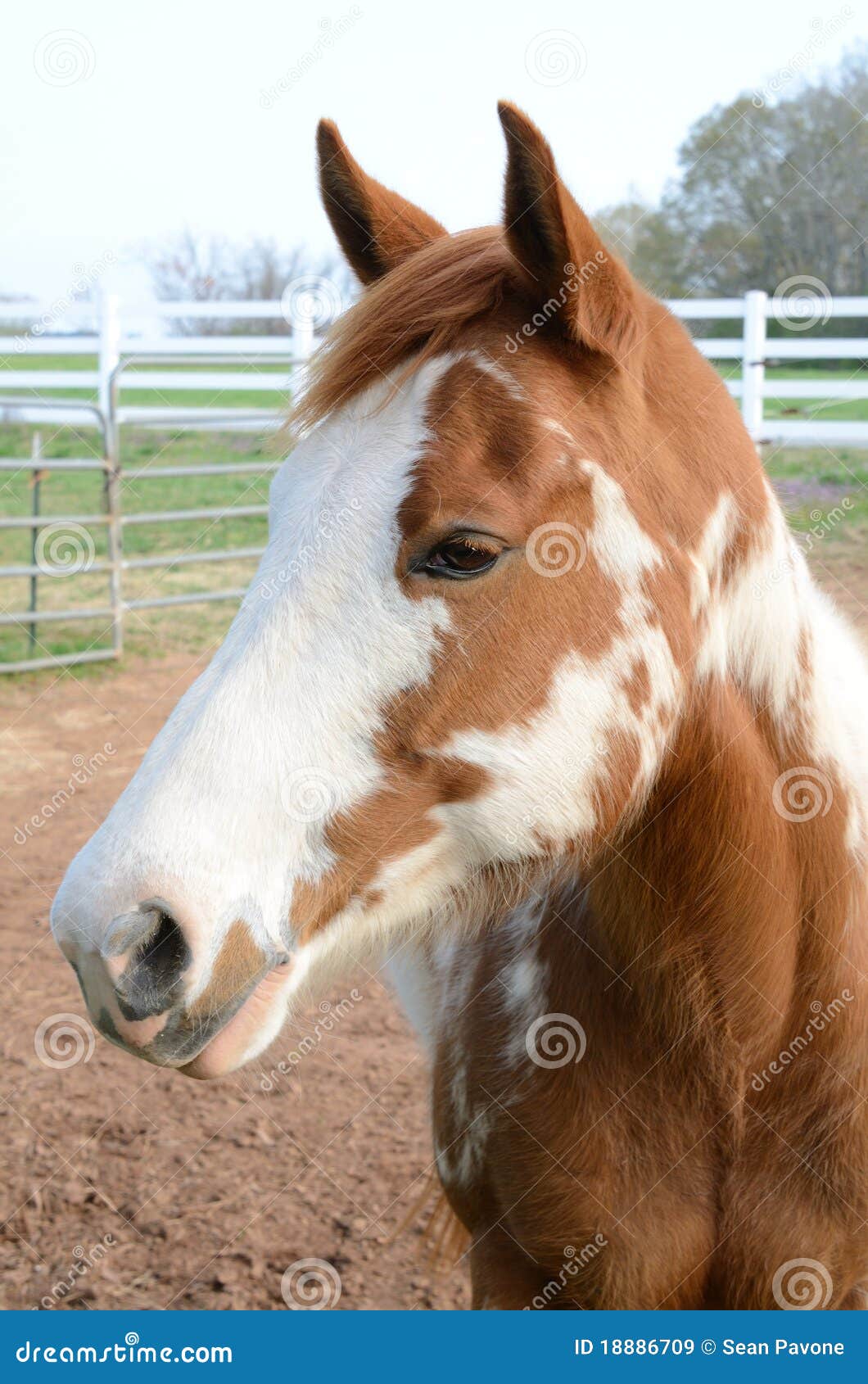 Performance Paint Horses