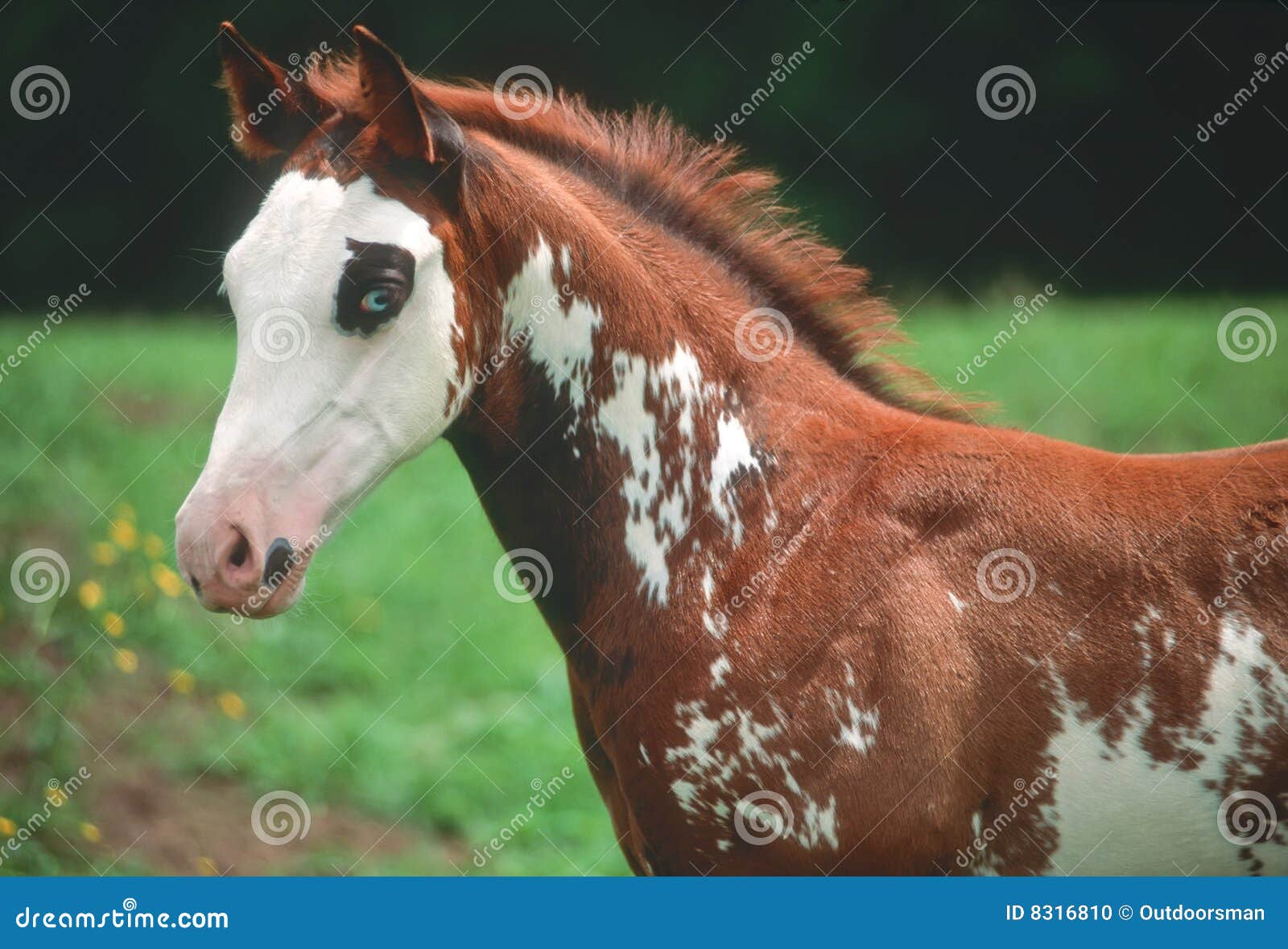 American paint horse colt stock photo. Image of young - 8316810