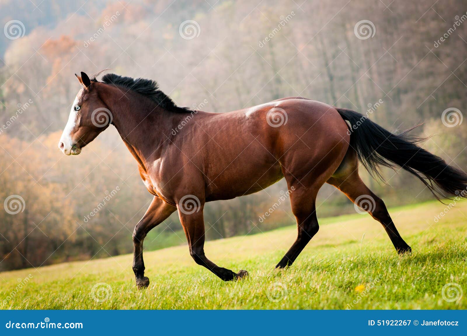 American Paint Horse stock image. Image of mare, solid - 51922267