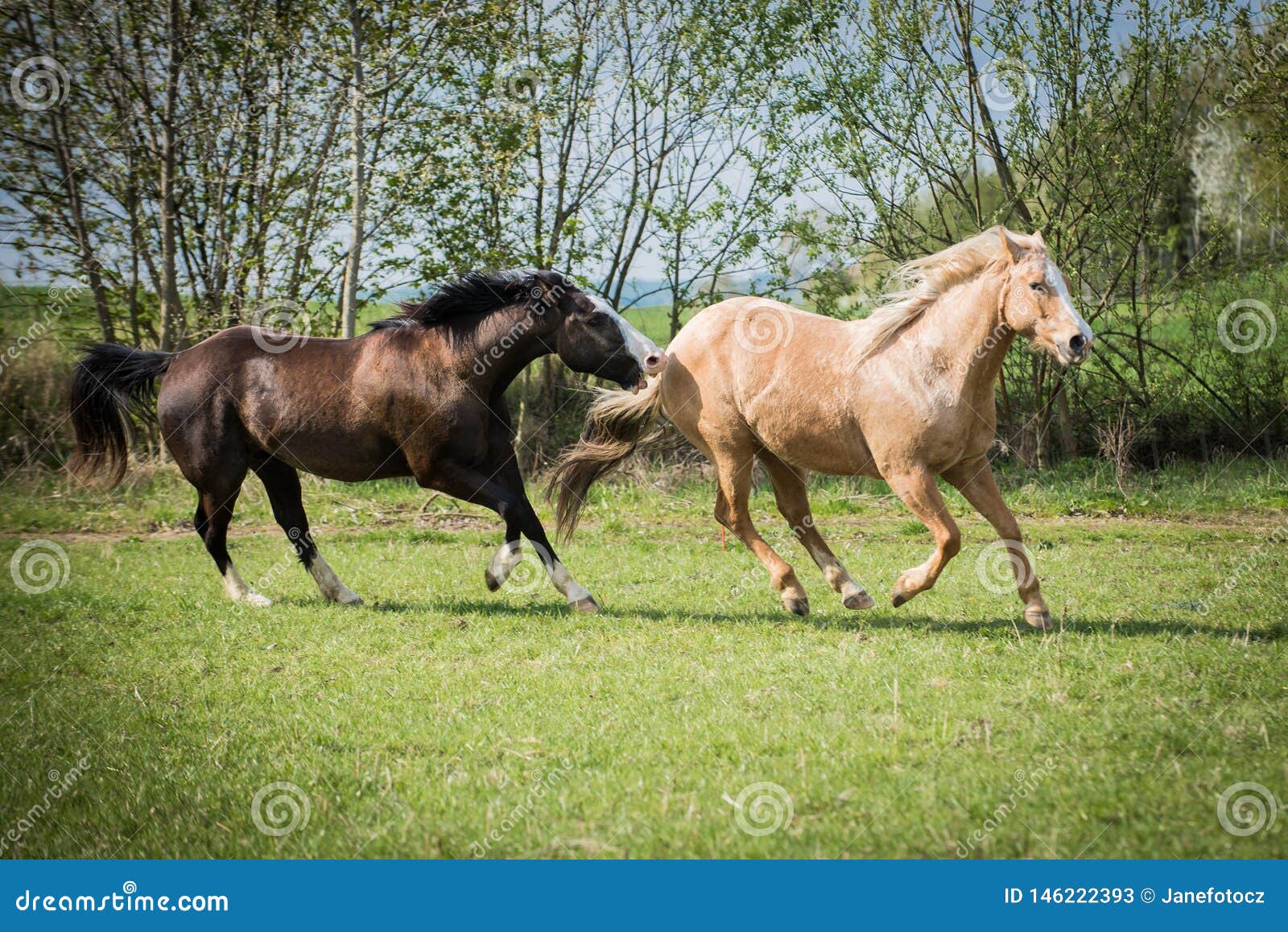 American Paint Horses Playing on the Green Meadow Stock Image - Image ...