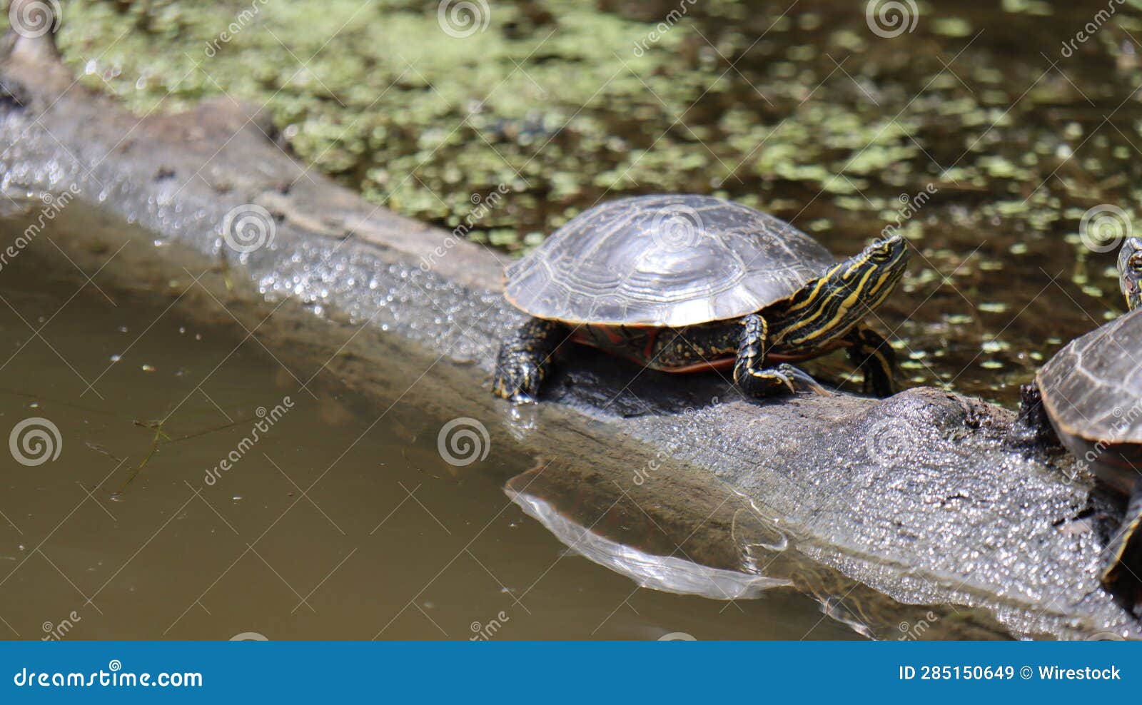 American Painted Turtles Basking in the Sun on a Log in a Natural Pond ...