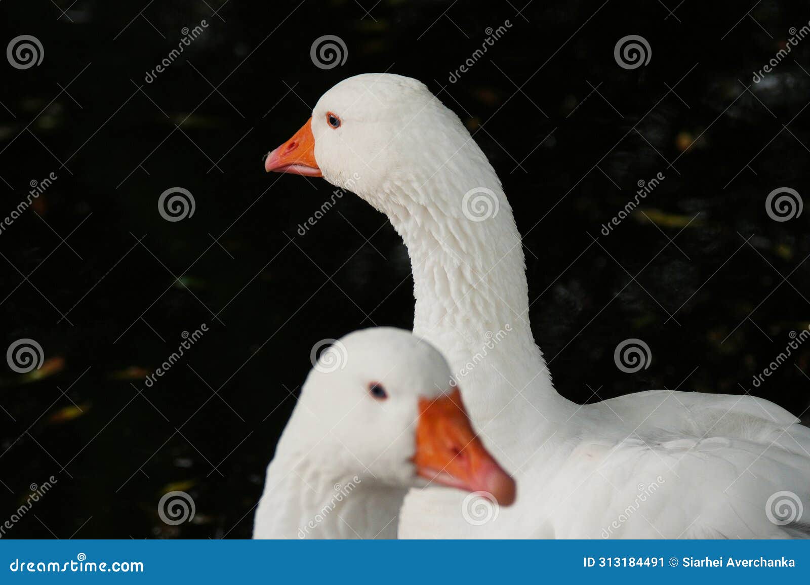 American Pallid Goose (American Buff Goose) Stock Image - Image of ...