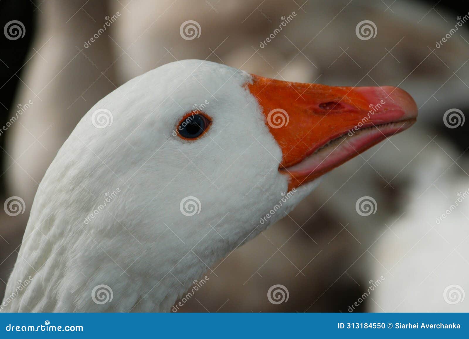 American Pallid Goose (American Buff Goose) Stock Photo - Image of ...