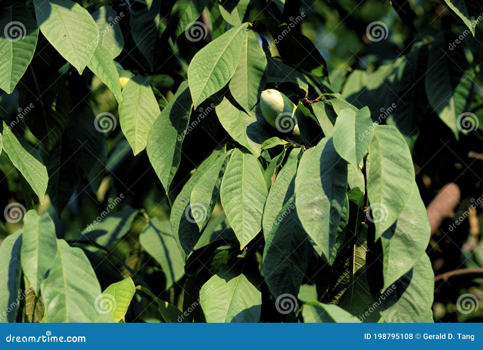 Pawpaw Tree With Unripe Pawpaw Fruit Growing On Organic Farm Stock ... Pawpaw Tree With Unripe Pawpaw Fruit Growing On Organic Farm Stock ...