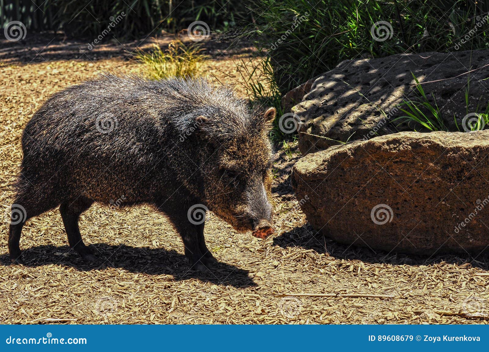American pigs peccaries stock image. Image of ruminant - 89608679