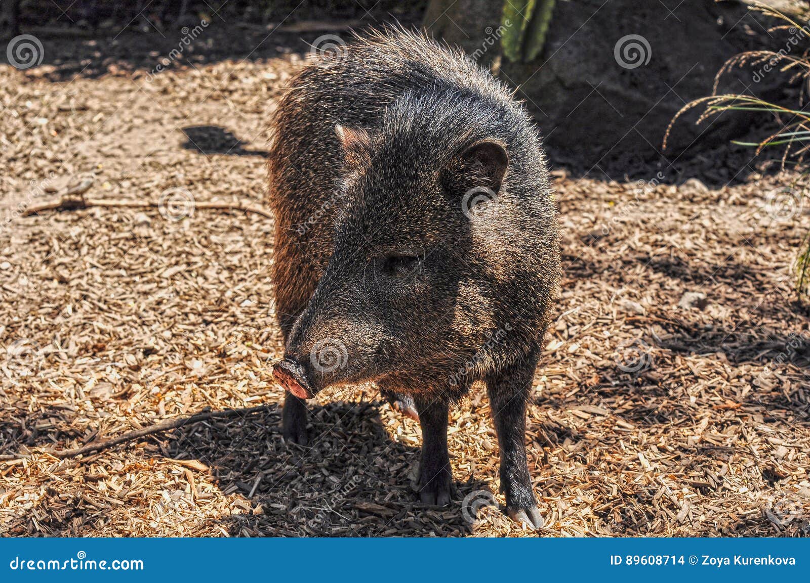American pigs peccaries stock photo. Image of grey, mammals - 89608714