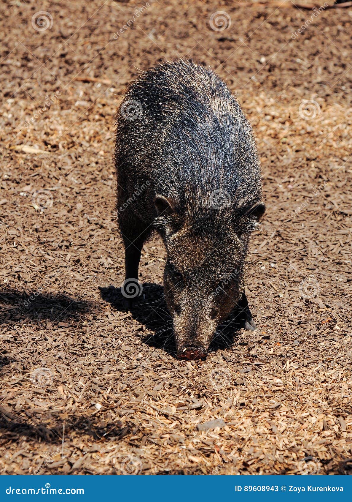 American pigs peccaries stock image. Image of ruminant - 89608943