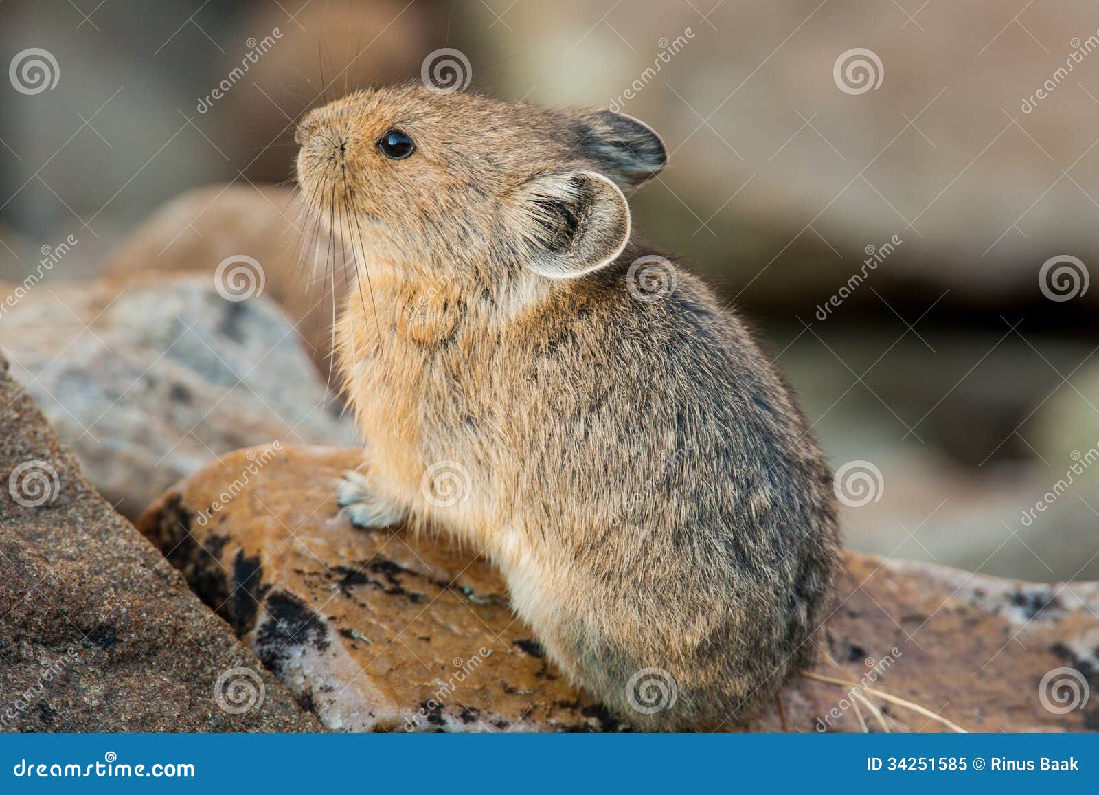 American Pika (Ochotona Princeps) Royalty-Free Stock Photography ...
