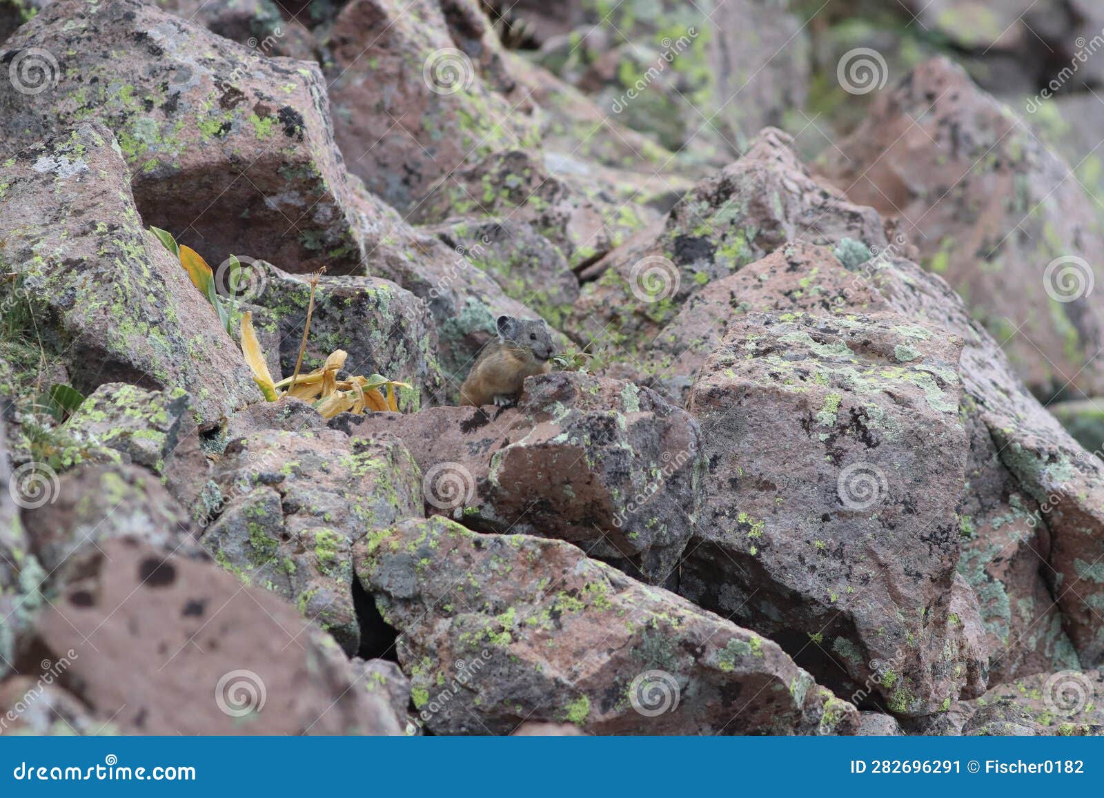 An American Pika Near Brian Head Utah Stock Image - Image of wildlife ...
