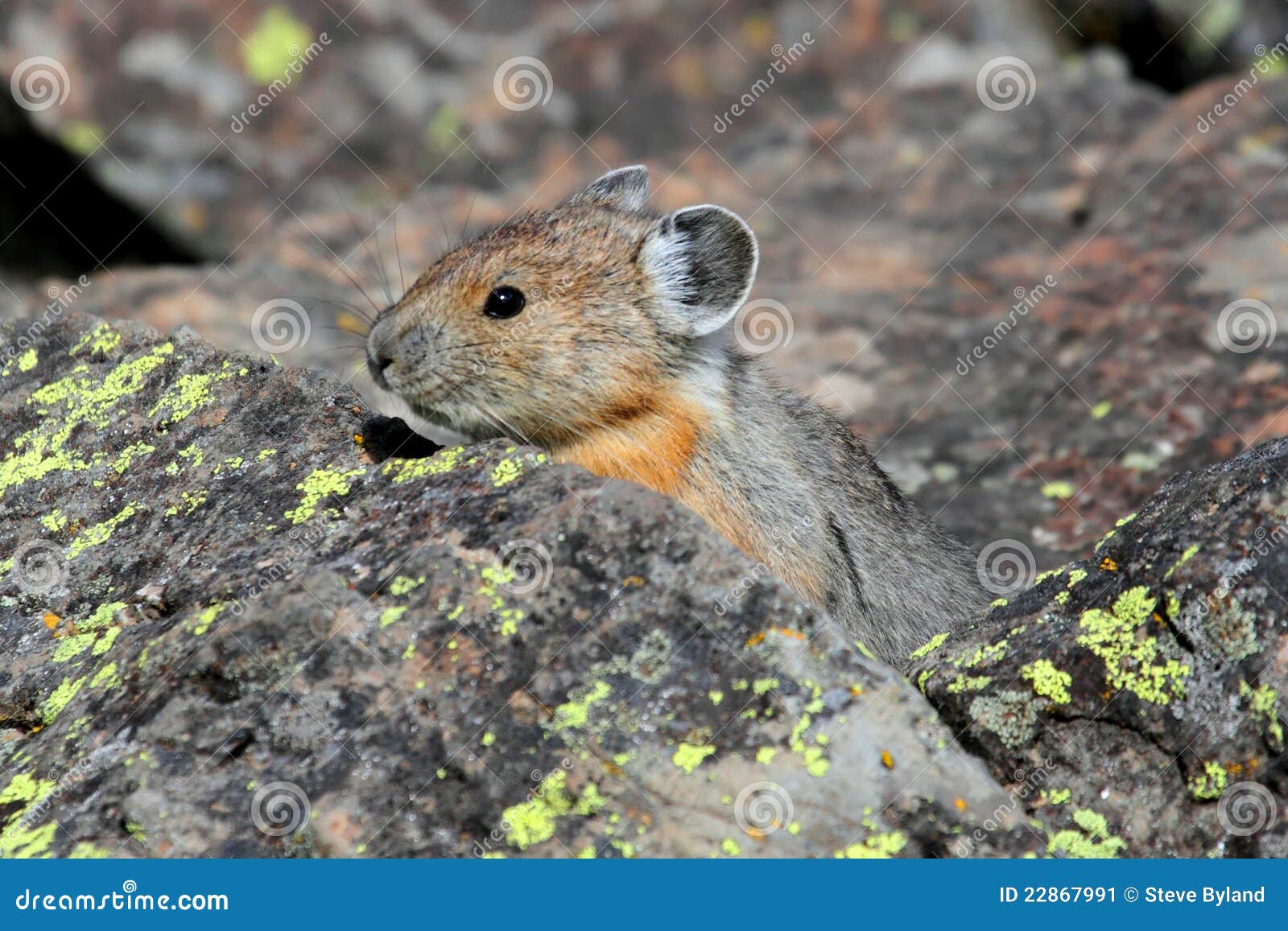 American Pika (Ochotona Princeps) Stock Image - Image of brown ...