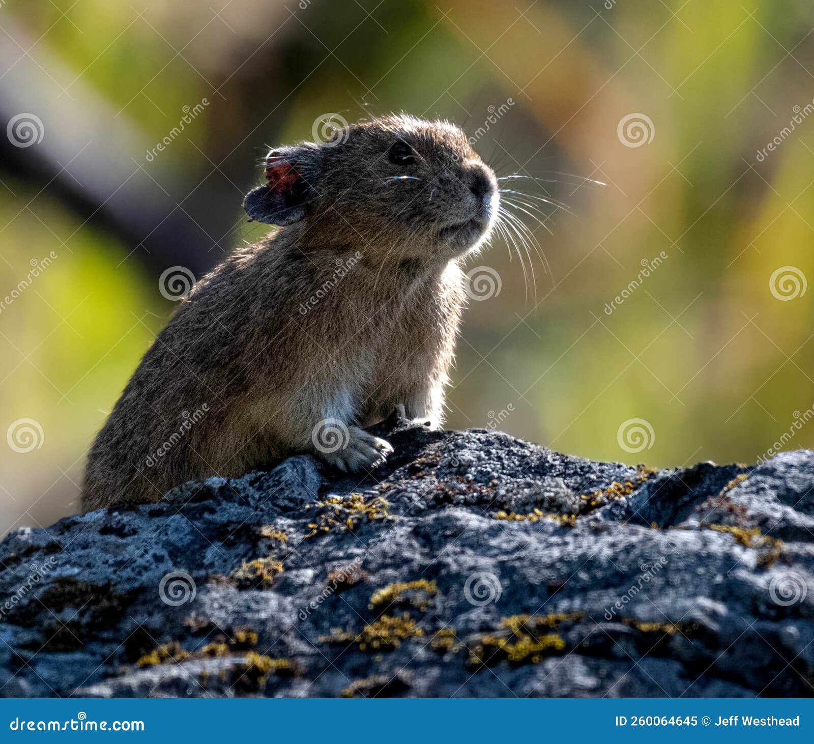 American Pika Posed on a Rock in a Talus Field Stock Image - Image of ...