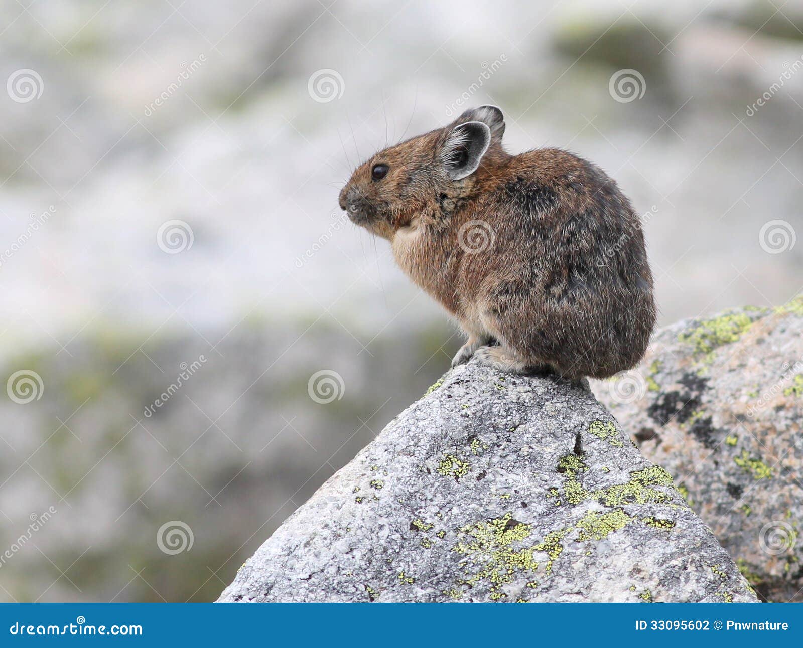 American Pika Profile stock photo. Image of sitting, rock - 33095602