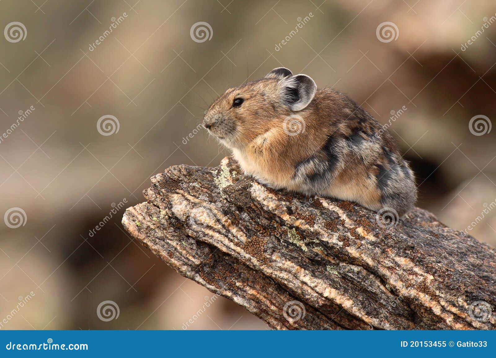 American Pika Resting on Rock Stock Image - Image of scree, colorado ...