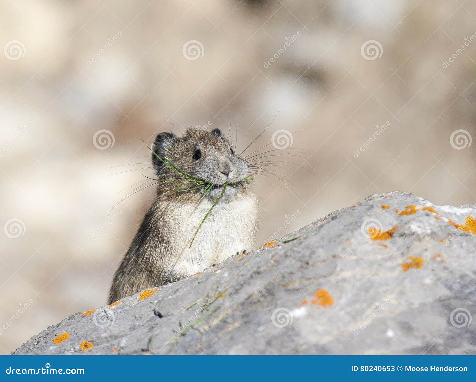 American Pika on Rock with Grass in Mouth in Canada Stock Image - Image ...