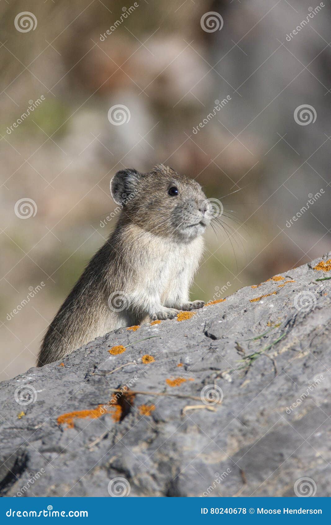 American Pika on Rock with Tan and Green Background in Canada Stock ...