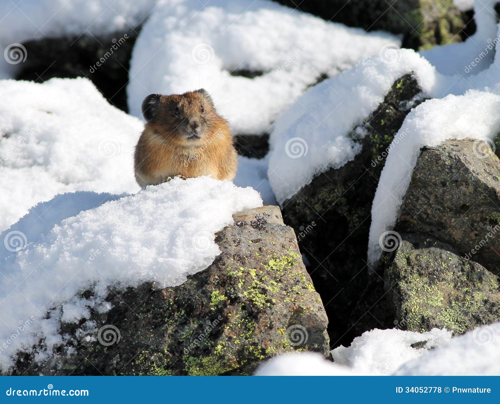 American Pika in the Snow stock photo. Image of single - 34052778