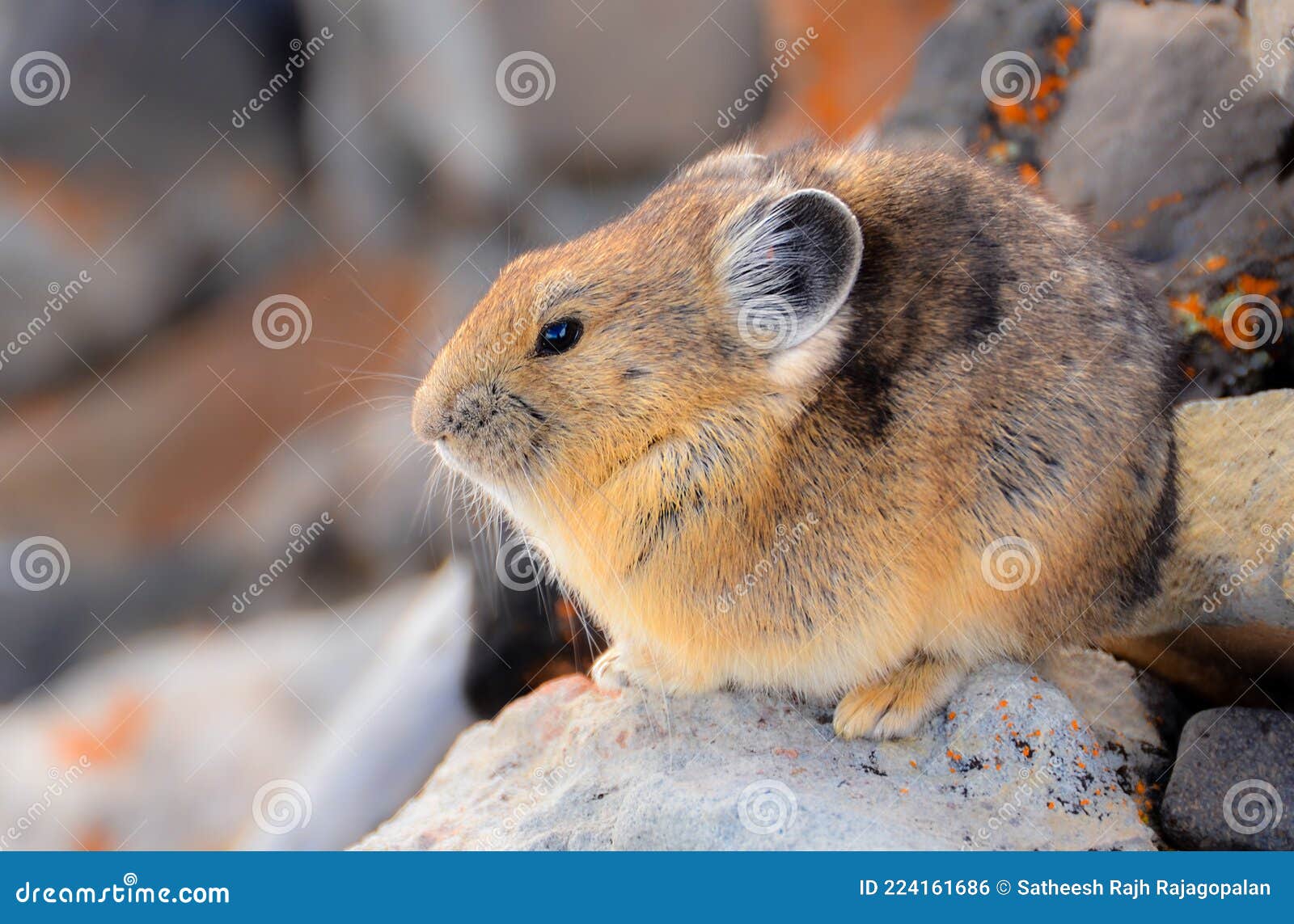 American Pikas are Small Mountain Dwelling Mammals Stock Photo - Image ...