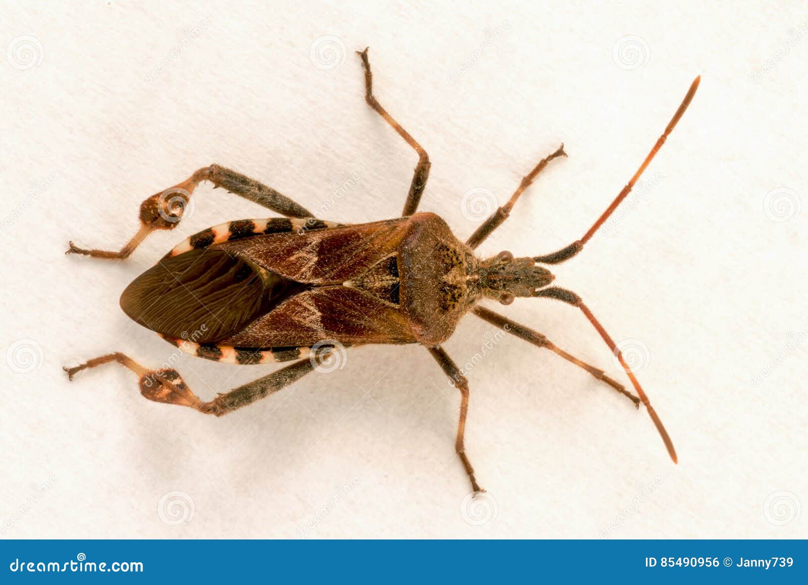 American Pine Bug stock photo. Image of animal, beakhead - 85490956