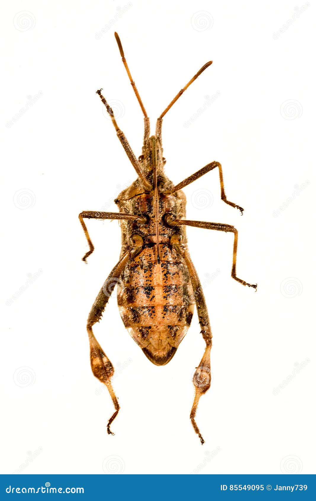 American Pine Bug stock image. Image of american, margin - 85549095